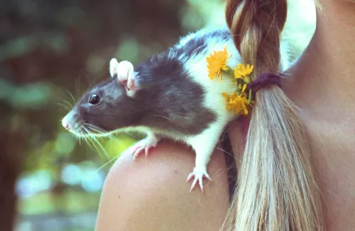 Comment nourrir son rat domestique ? Guide complet sur l'alimentation équilibrée | Rattitude